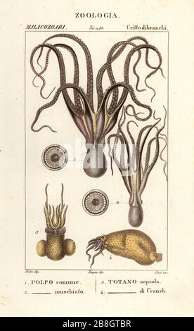 Common octopus, Octopus vulgaris. Illustration drawn and engraved by ...