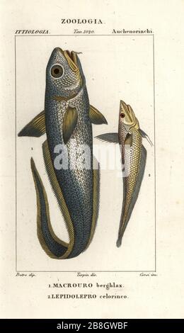 Onion-eye or roughhead grenadier fish, Macrourus berglax Stock Photo ...