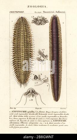 fireworm (Eurythoe complanata Stock Photo - Alamy