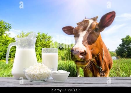dairy products on table against the background of herd of cows in barn ...