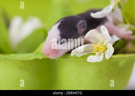 Easter rats. Cute newborn character for 2020. Mouse on a bright spring ...