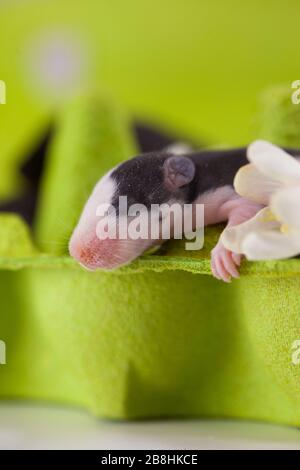 Easter rats. Cute newborn character for 2020. Mouse on a bright spring ...