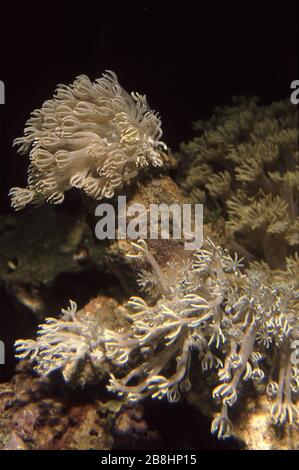 Pumping soft coral, Xenia sp Stock Photo - Alamy