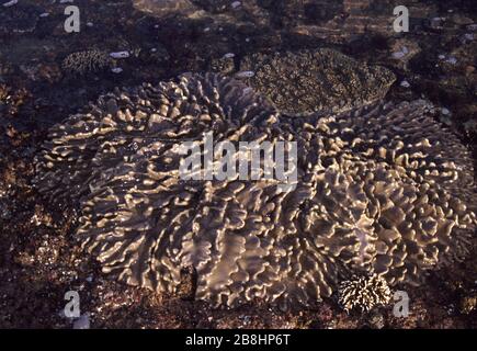 Devil's Hand Leather Lobophytum sp., Alcyoniidae, Indo-pacific ocean ...