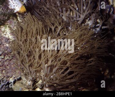 Waving Hand Coral, Anthelia sp. , Xeniidae, Indo-pacific Ocean Stock ...