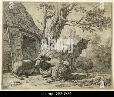 Three sheep and a goat (Dutuit 14) Karel Dujardin (1622-78). Trois ...