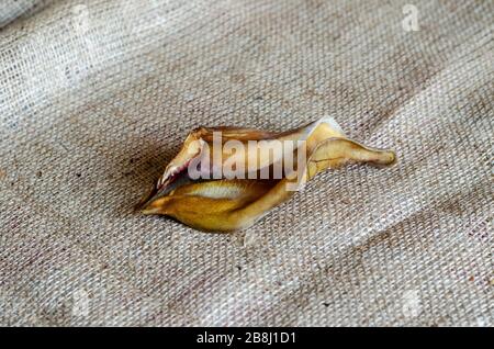 Dried cow ear on burlap. Natural chewing treats for dogs. Dental treats ...