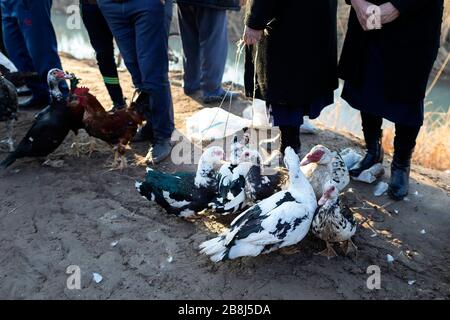 A man selling ducks at a traditional market in Palembang, South Sumatra ...