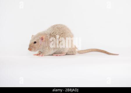 Big and charismatic rat on a white background Stock Photo - Alamy