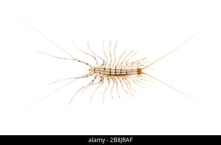 Yellowish-grey centipede, isolated on white Stock Photo - Alamy