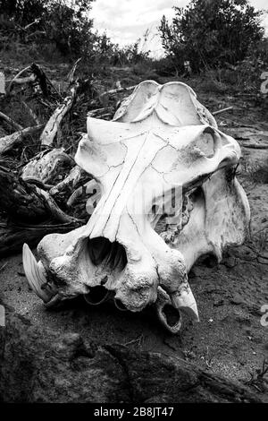 Skeleton of African hippo in nature Stock Photo - Alamy