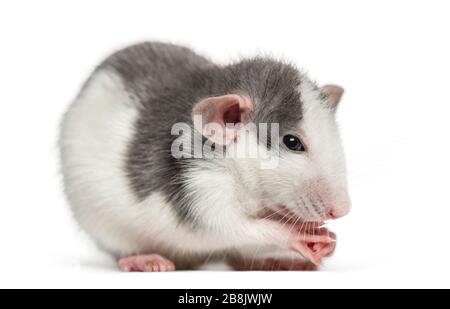 Rat washing itself, isolated on white Stock Photo - Alamy