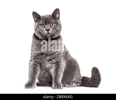 Orange Eyes British shortair cat looking down, isolated Stock Photo - Alamy