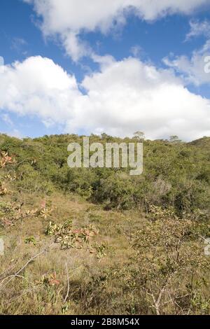 Cerrado Ecosystem, Brazil Stock Photo - Alamy
