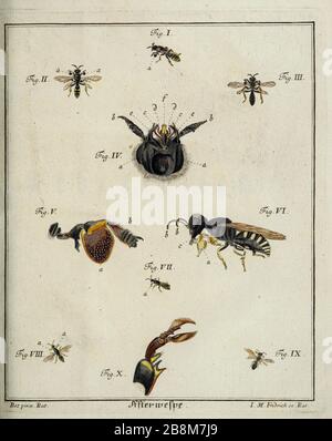 Mosquito and Flies 18th century Entomology study from D. Jacob ...