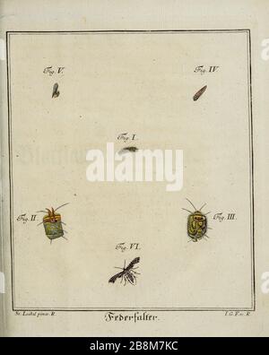 Mosquito and Flies 18th century Entomology study from D. Jacob ...