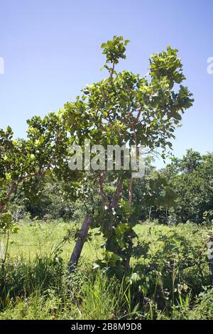 Curatella americana L Curatella americana L Stock Photo - Alamy