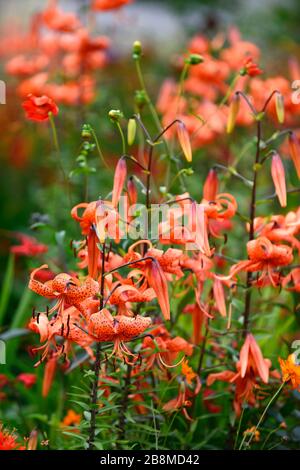 Tiger lily (Lilium lancifolium 'Splendens' syn. Lilium tigrinum ...