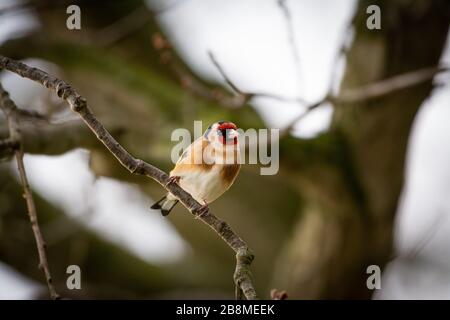Gold Finch Perched on a tree branch looking right Stock Photo - Alamy