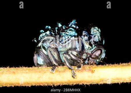 Besouro, Coleoptera, coleóptero, insecta, Beetle, Coleopteron, Insecta ...