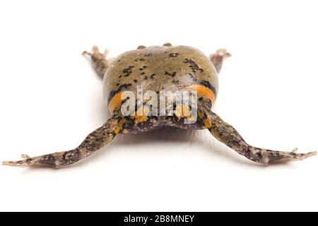 Asian Bullfrog (Kaloula pulchra) on white background, captive occurs in ...