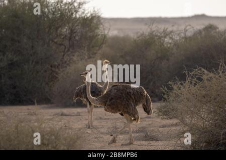 The Arabian ostrich in a nature reserve in north-eastern Qatar Stock ...