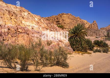 The oasis of Ain Khudra or Hazeroth in the sandstone region of the ...