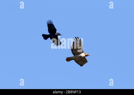 Crow Mobbing a Red Tailed Hawk Stock Photo - Alamy