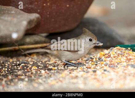 Oak Titmouse (Baeolophus inornatus), Healdsburg, California, USA Stock ...