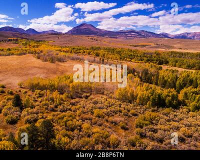 Fall aspen groves on Conway Summit, Sierra Nevada Mountains, California ...