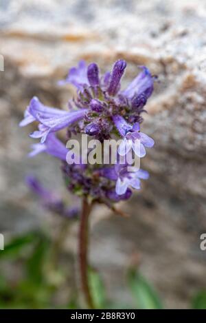 Sierra Beardtongue (Penstemon heterodoxus heterodoxus Stock Photo - Alamy