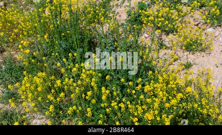 Wildflowers blooming in Ein Avdat National Park, Negev Desert, Israel ...