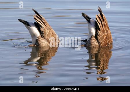 Canada Geese dabbling and relaxing in marsh Stock Photo - Alamy