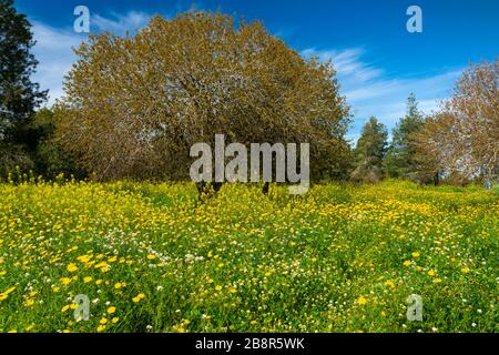 Crown daisy and yellow mustard flowers in the Be'eri Forest, Negev ...