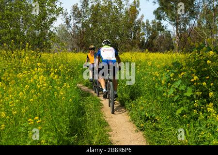 Cyclists in the flowers in the Beeri Forest, Negev, Israel, Middle East ...