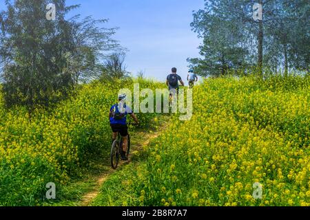 Cyclists in the flowers in the Beeri Forest, Negev, Israel, Middle East ...