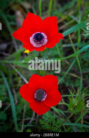 Closeup of the red Anemone coronaria wildflower, Israel, Middle East ...