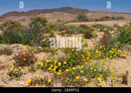 Wildflowers blooming in the southern Negev Desert, Israel, Middle East ...