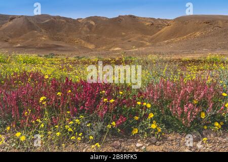 Wildflowers blooming in the southern Negev Desert, Israel, Middle East ...