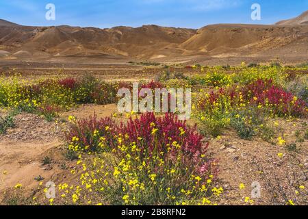 Wildflowers blooming in the southern Negev Desert, Israel, Middle East ...