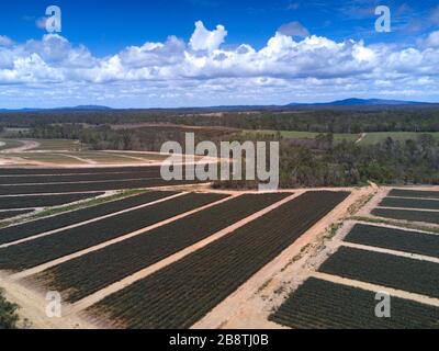 Pineapple farm Bundaberg Queensland Australia Stock Photo - Alamy
