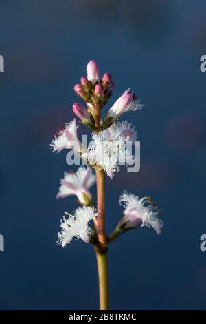 Bogbean; Menyanthes trifoliata; Flowering; UK Stock Photo - Alamy