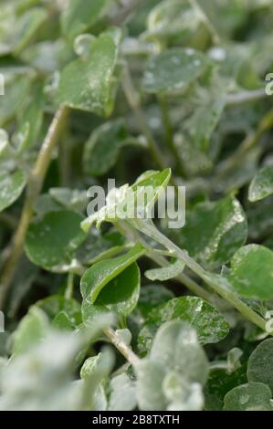 Helichrysum 'Silver Mist' Stock Photo - Alamy