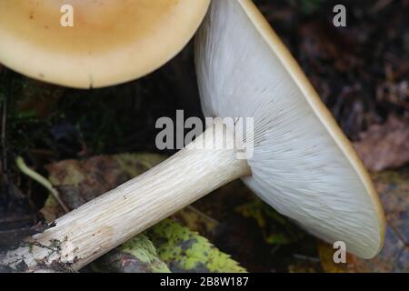 Melanoleuca cognata, commonly known as the spring cavalier, wild ...