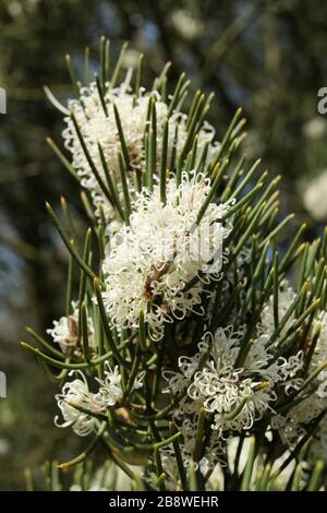 Hakea lissosperma (Needle Bush, Mountain Needlewood Stock Photo - Alamy