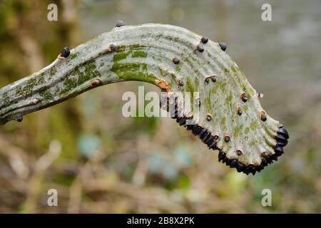Hymenoscyphus fraxineus, Ash Dieback fungal disease in mature Ash trees ...