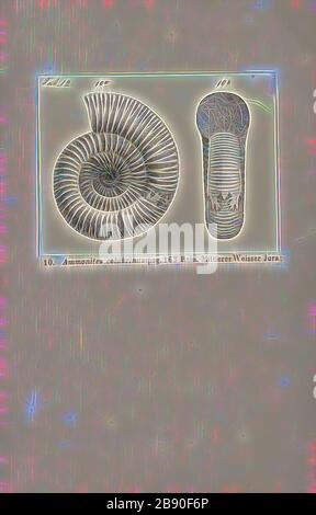 Ammonites colubrinus, Print, Ammonoidea, Ammonoids are a group of ...