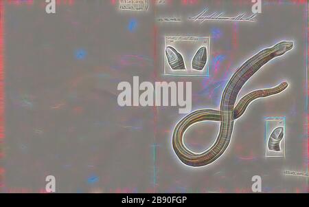 Red worm lizard (Amphisbaena alba) French Guiana Stock Photo - Alamy