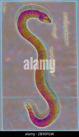 Amphisbaena alba, Print, Amphisbaena alba, also known as the red worm ...