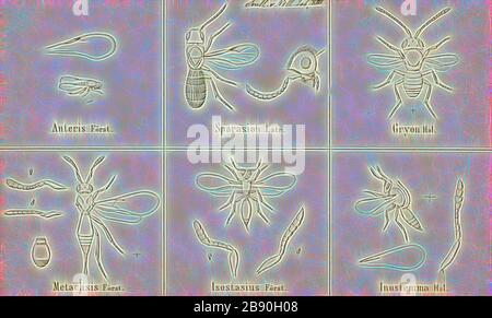 Anteris, Print, Anteris is a genus wasps in the family Platygastridae ...